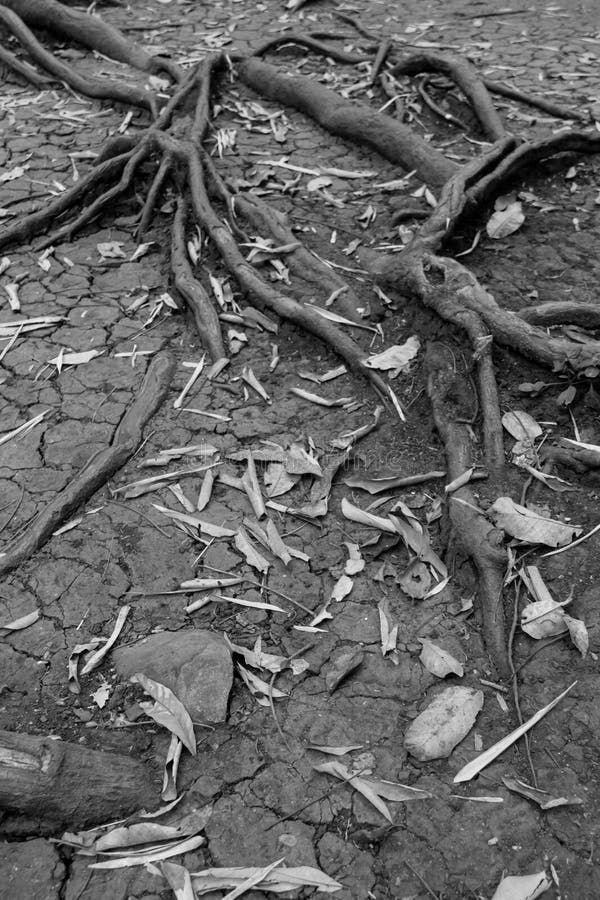 Tree Roots on Dry Cracked Soil, Black and White Photo Stock Image ...