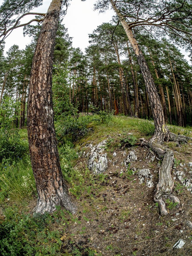 Tree Roots on the Edge of a Stone Hill in the Forest Stock Photo ...