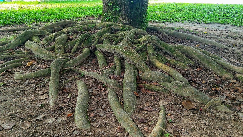 Oak Tree Roots Black Whiteclip Art Stock Photos - Free & Royalty-Free ...