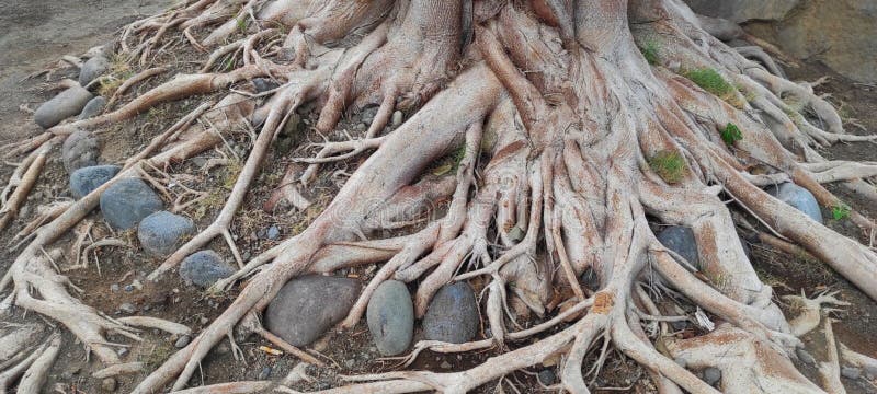 Tree Roots that Emerge from the Ground and are Surrounded by Stones ...