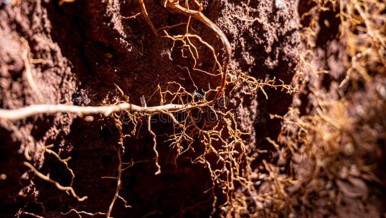 Tree Roots are Emerging from the Ground Stock Photo - Image of forest ...