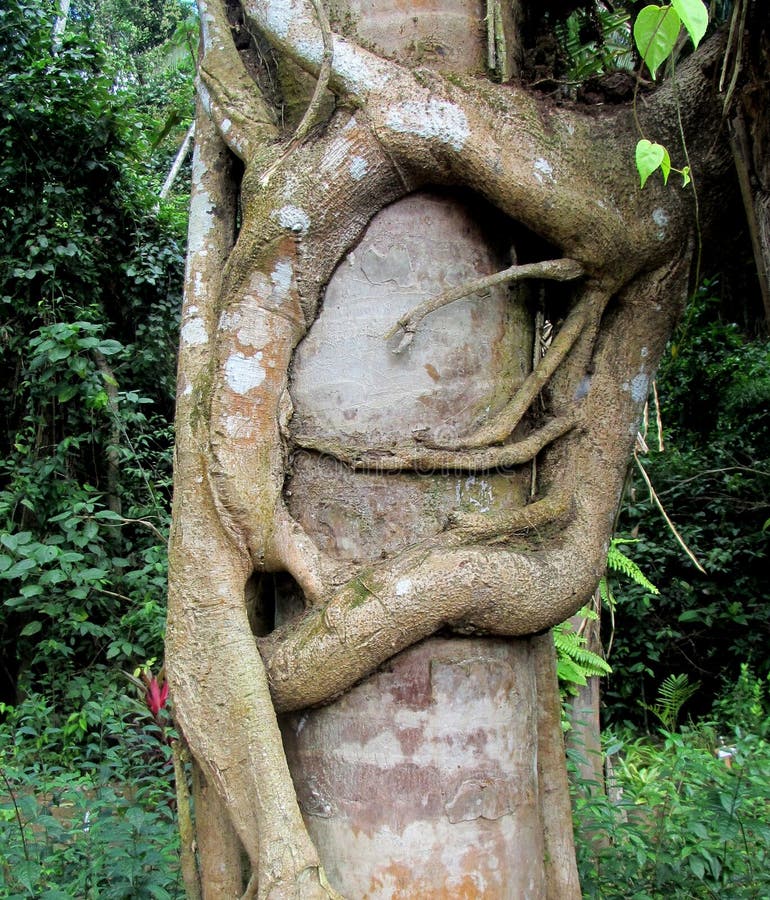 Tree roots entangled. stock image. Image of growing, tree - 71902191