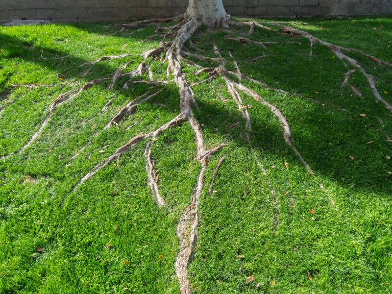 Surface Tree Roots In Grass Read This Before Planting Trees Near Your