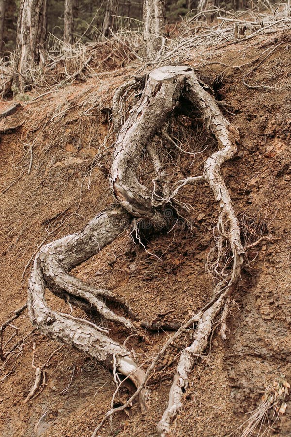 Tree Roots Exposed Due To Soil Erosion Stock Image - Image of nature ... Tree Roots Exposed Due To Soil Erosion Stock Image - Image of nature ...
