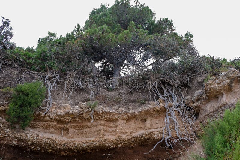 Tree Roots Exposed on Eroded Cliff Stock Image - Image of nature, pine ...