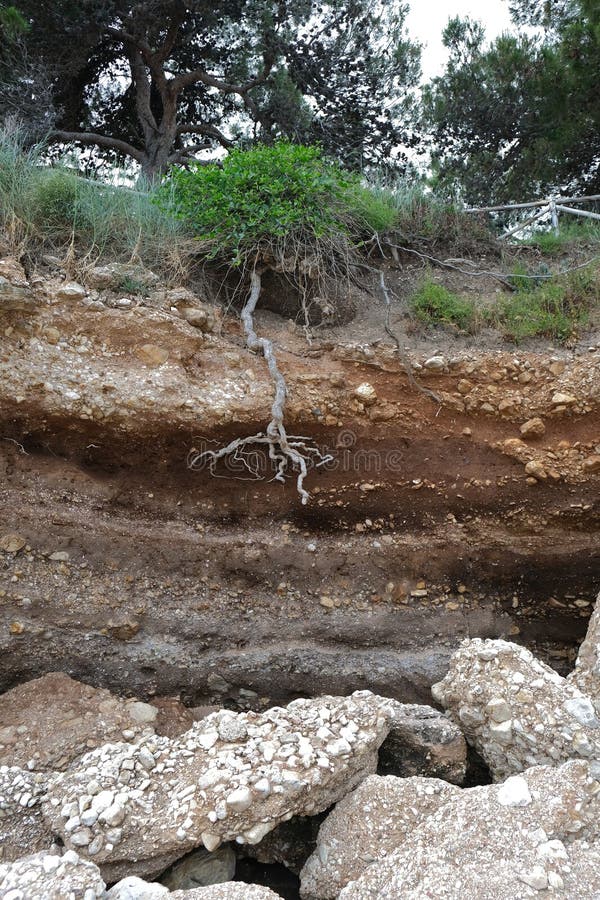 Tree Roots Exposed on Eroded Cliff Stock Photo - Image of exposed ...