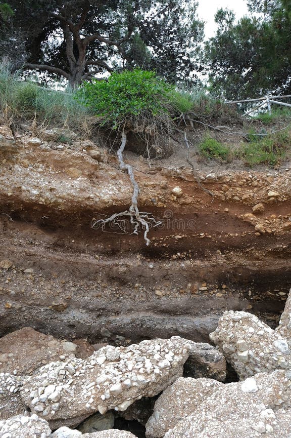 Tree Roots Exposed on Eroded Cliff Stock Photo - Image of exposed ...