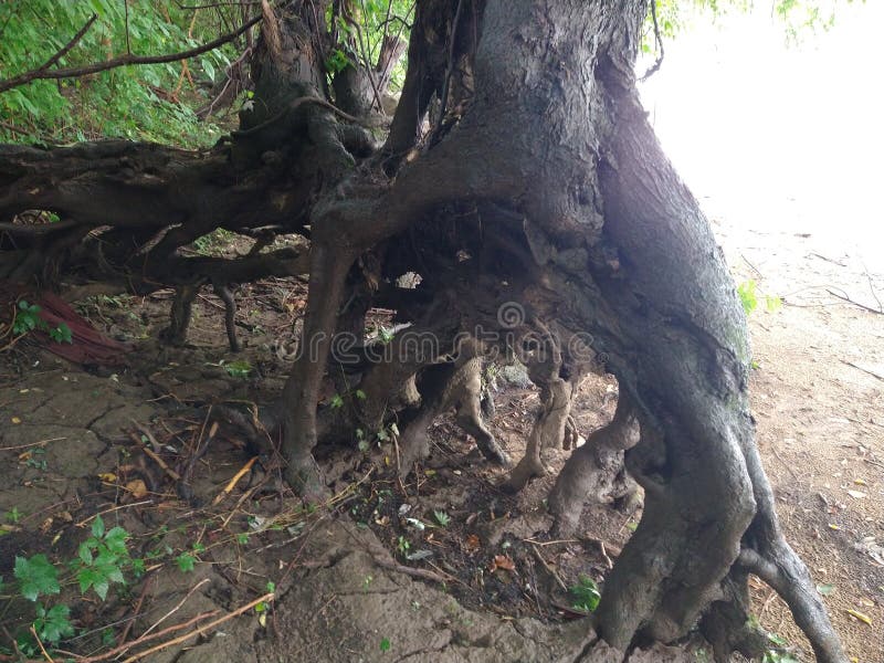 Tree Roots Exposed Erosion stock photo. Image of exposed - 224172166