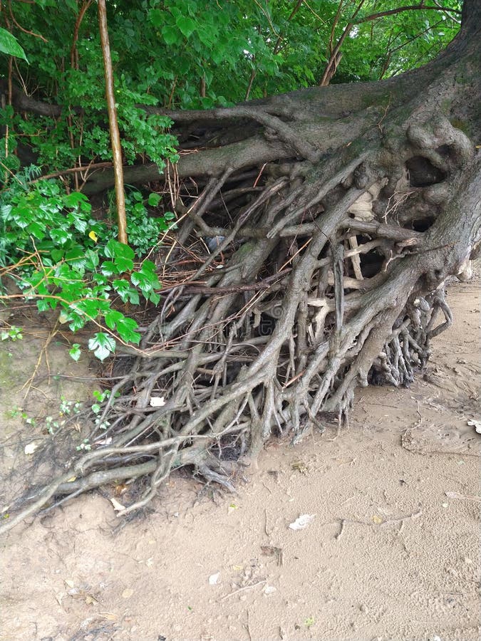 Tree Roots Exposed Erosion stock photo. Image of trunk - 224172192