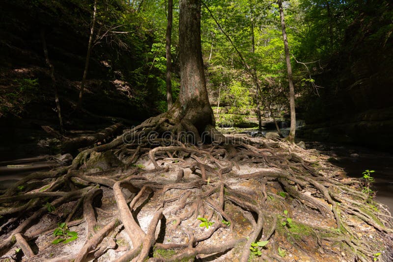 Tree roots stock photo. Image of midwest, outdoor, dells - 147316462
