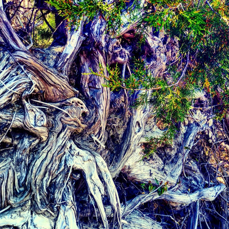 Roots Tree Intricate Nature Branches Stock Image - Image of tree, roots ...