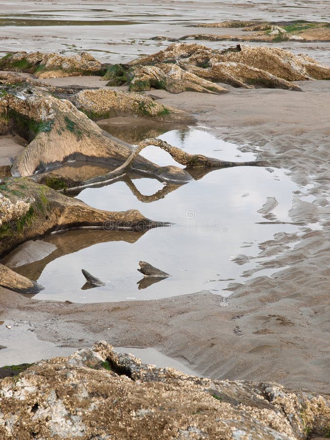 Tree Roots Exposed on Sandy Ocean Beach Stock Image - Image of bury ...