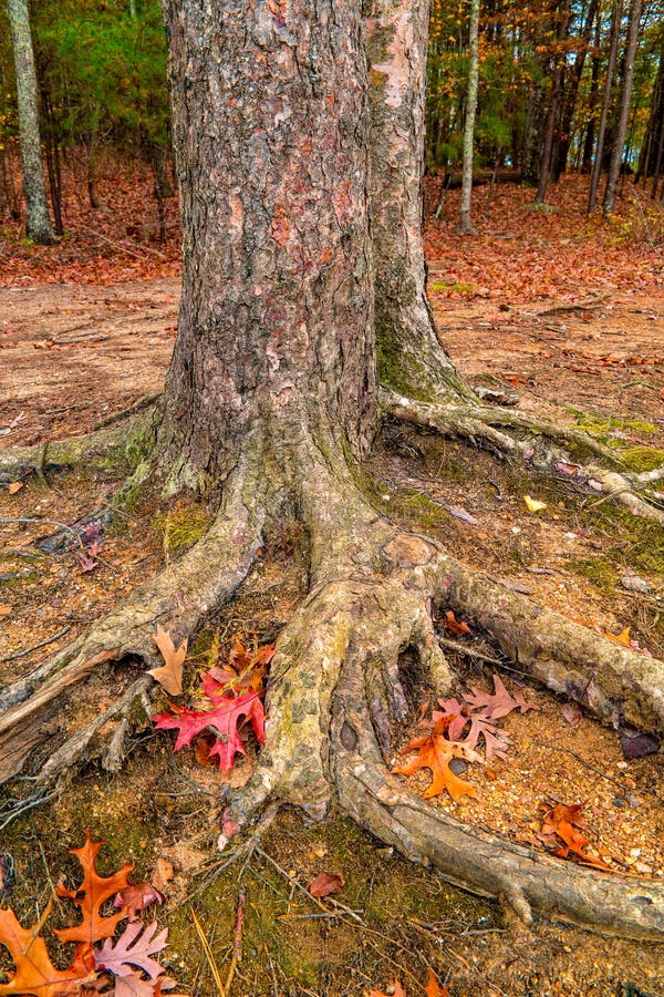 Tree roots exposed stock image. Image of base, fallen - 158175409