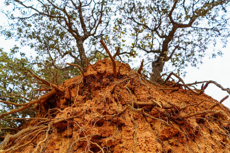 Tree Roots Exposed by Water Erosion by Rain. Stock Image - Image of ...