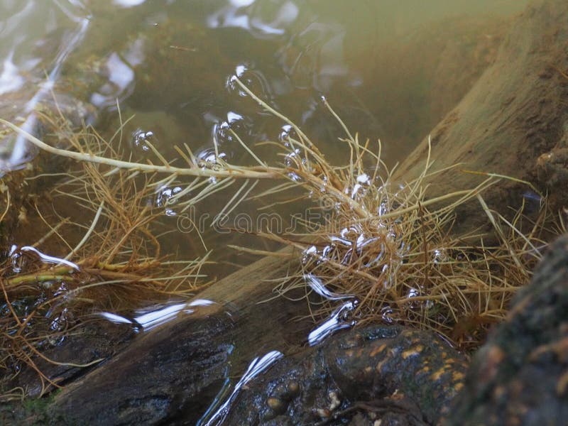 Tree Roots Extending into the Water. Stock Photo - Image of water ...