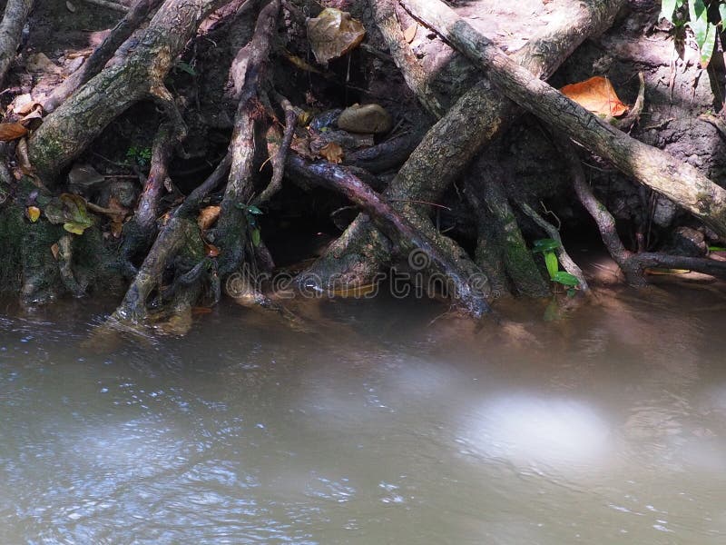 Tree Roots In A Stream Of Water Stock Photo - Image of pond, winter ...