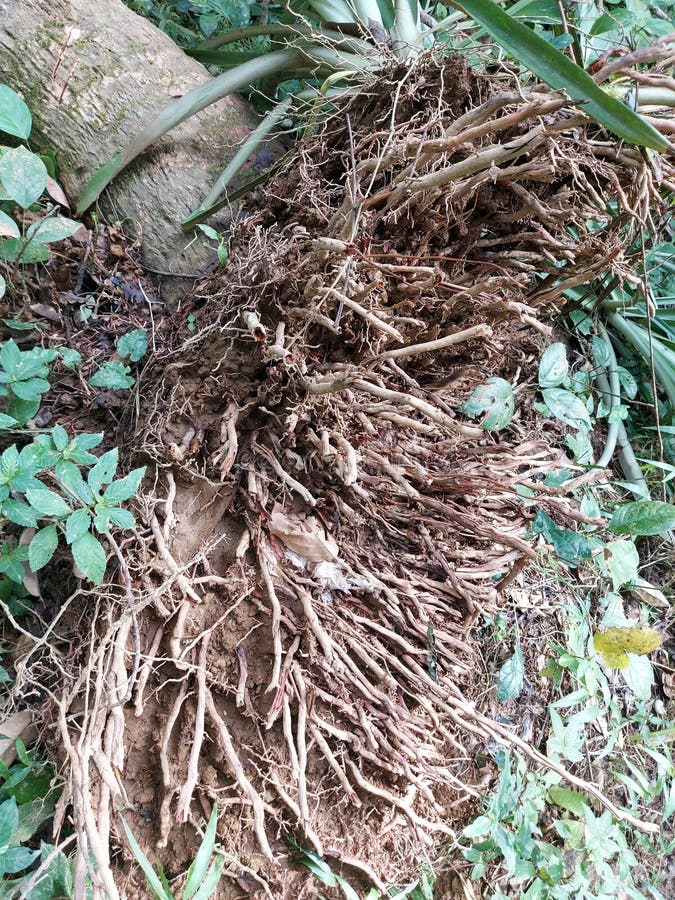 Tree Roots Fall in the Middle of the Forest after Being Hit by Strong ...