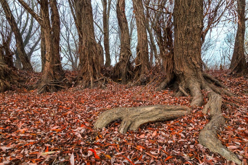 Tree Roots with Fallen Autumn Leaves in a Hazy Day Stock Image - Image ...