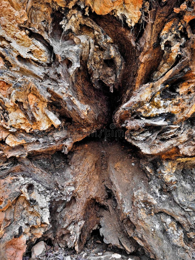 Tree Roots from a Fallen Tree Stock Image - Image of soil, dead: 203422281