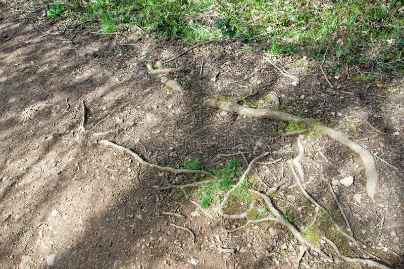 Tree roots. stock photo. Image of england, kingdom, trees - 102637786