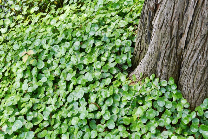 Tree Roots in a Fir Forest Growing in Water Stock Photo - Image of ...