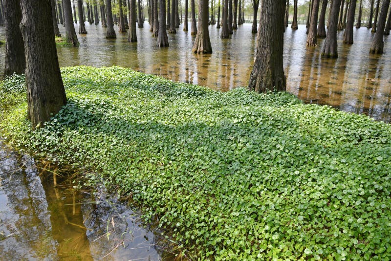 Tree Roots in a Fir Forest Growing in Water Stock Image - Image of ...
