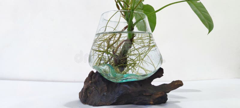 Tree roots in flower vase stock image. Image of homedecoration - 256225423