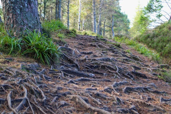 Tree roots foot path stock image. Image of autumn, trunk - 268304293