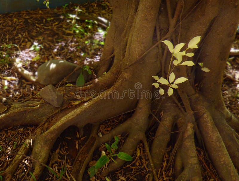 Tree roots stock image. Image of closeup, soil, cortex - 92196187