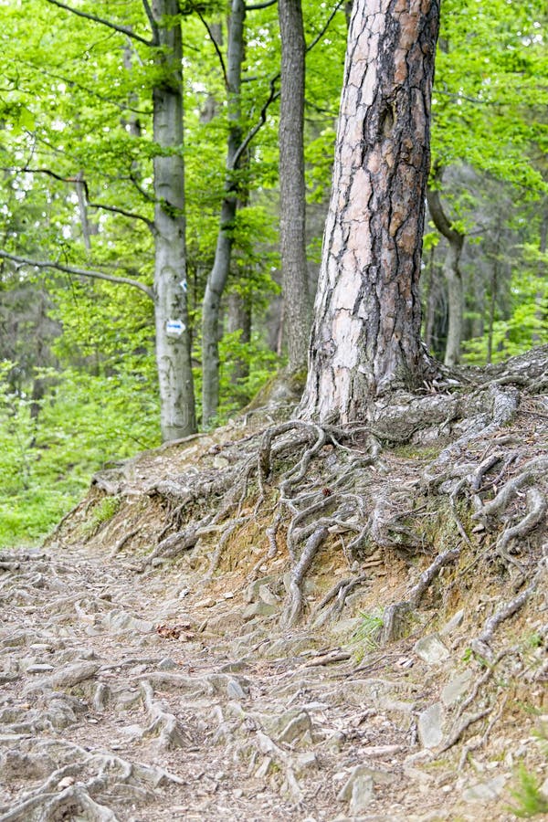Tree roots stock image. Image of thick, rooted, leaf - 155352803