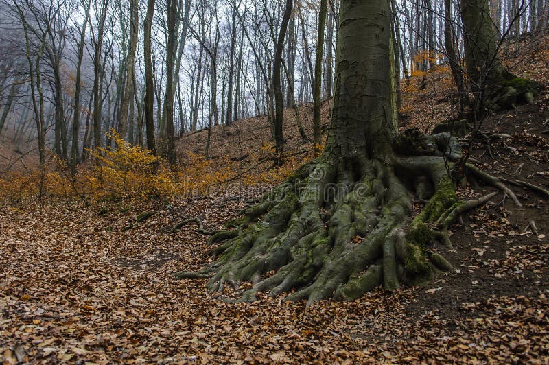 The tree roots stock image. Image of grasses, tree, walllpaper - 45771319