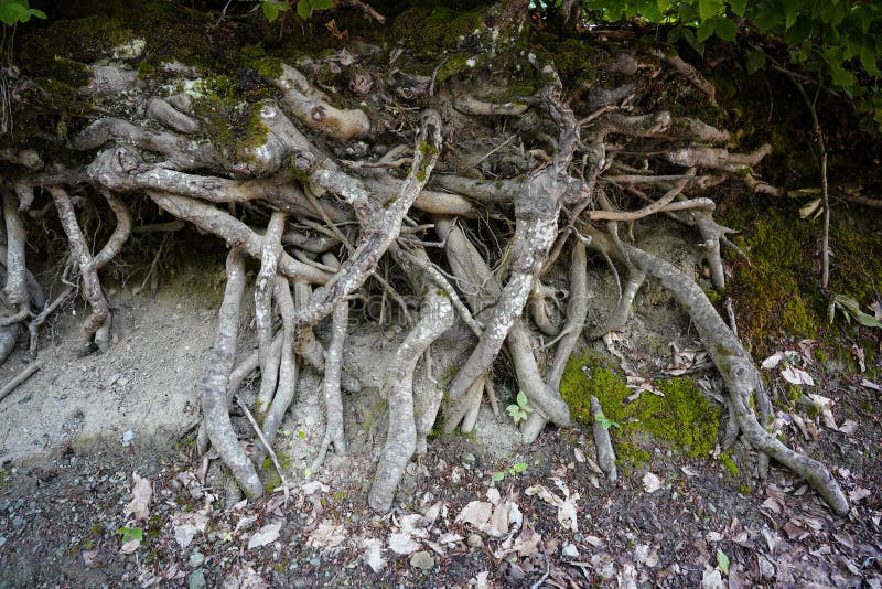 Tree Roots in a Forest stock image. Image of wood, nature - 310901303