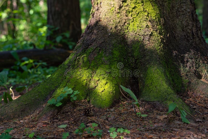 Tree Roots in the Forest and Grass. Summer in the Park Stock Image ...