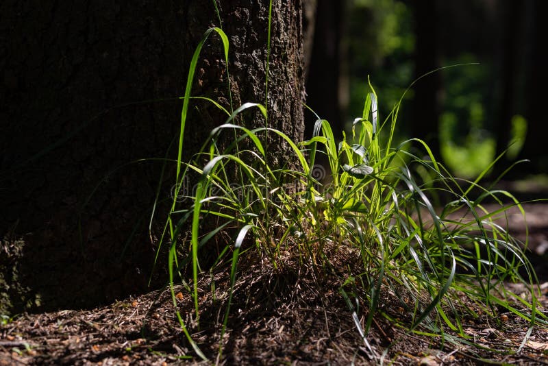 Tree Roots in the Forest and Grass. Summer in the Park Stock Image ...