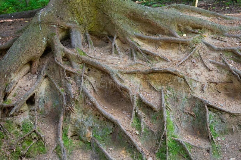 Tree Roots on Forest Ground Stock Image - Image of exposed, drought ...