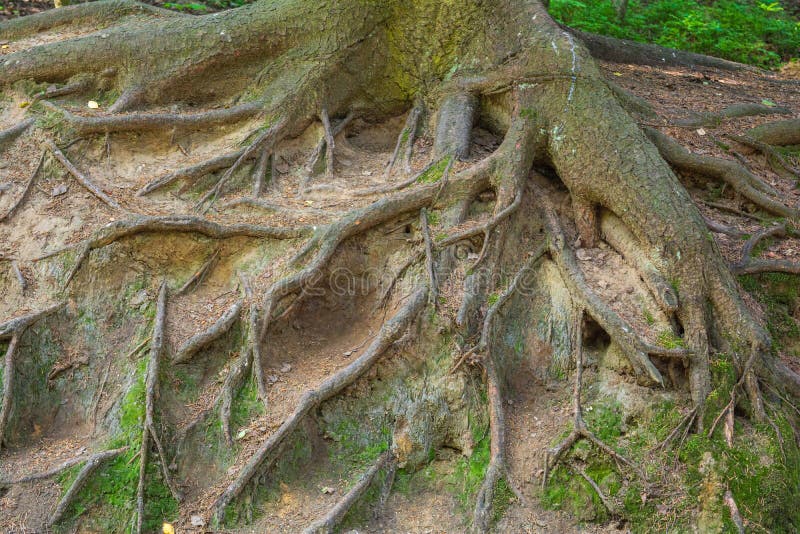 Tree Roots on Forest Ground Stock Image - Image of natural, eroded ...