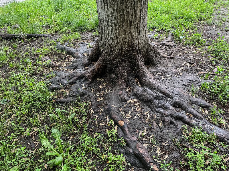 Tree roots in the forest stock photo. Image of flower - 381633364