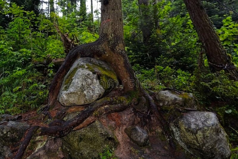 Tree Roots in the Forest in the Tatra Mountain Stock Image - Image of ...