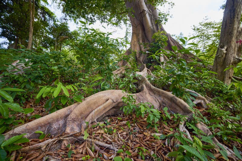 A Tree with Roots in a Forest Stock Image - Image of view, base: 288854225