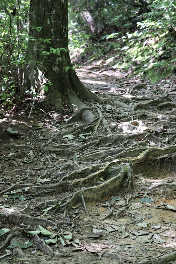 Tree roots on forest trail stock image. Image of roots - 229114895
