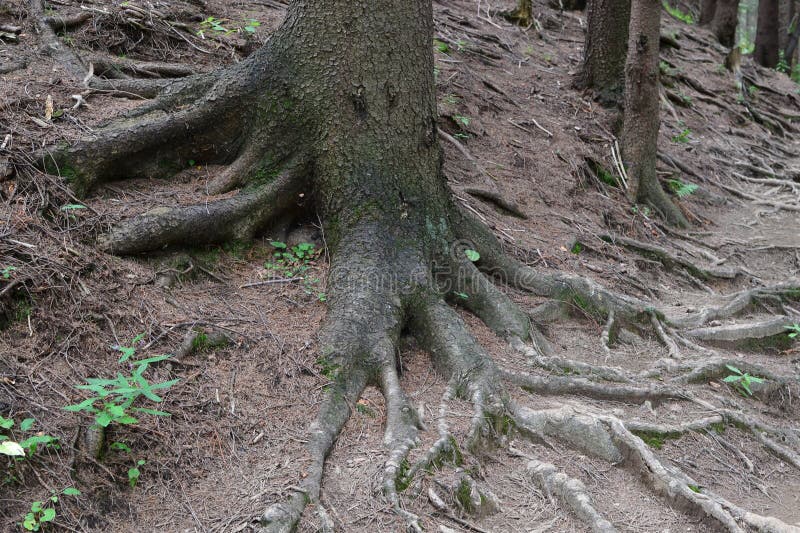 Tree roots stock photo. Image of environment, trunk - 313689970