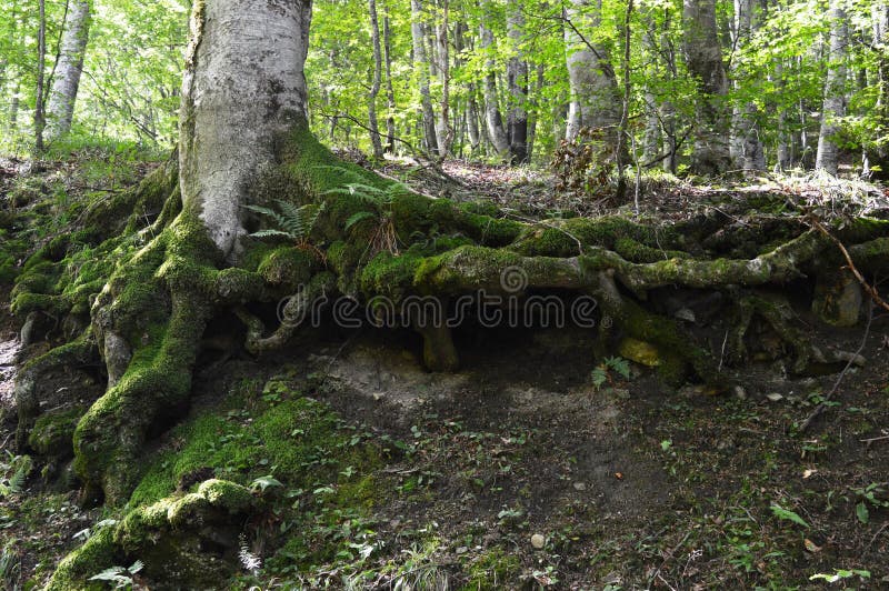 Tree roots in the forest stock image. Image of vegetation - 272109483