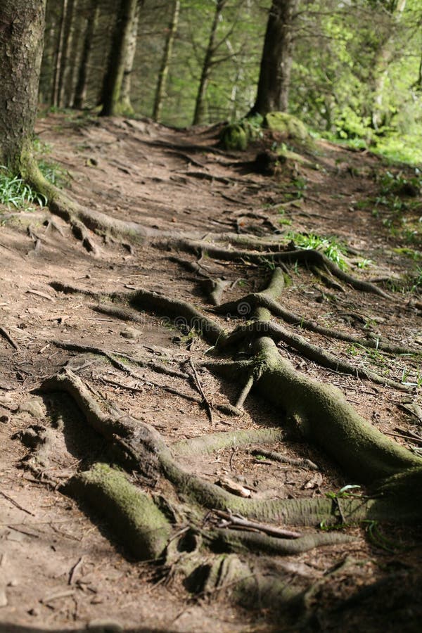 107 Trees Roots Below Ground Stock Photos - Free & Royalty-Free Stock ...