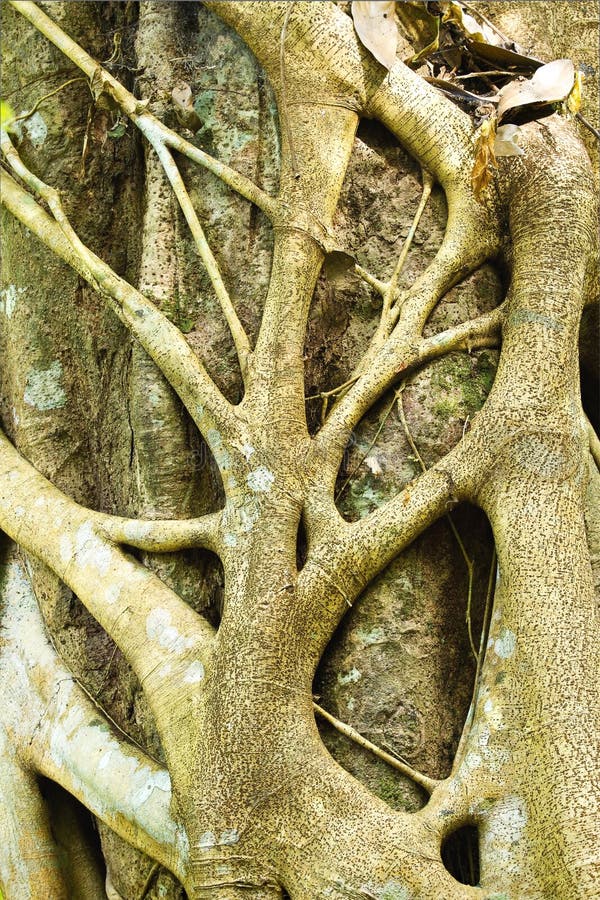 Tree roots in the forest stock photo. Image of system - 30427738