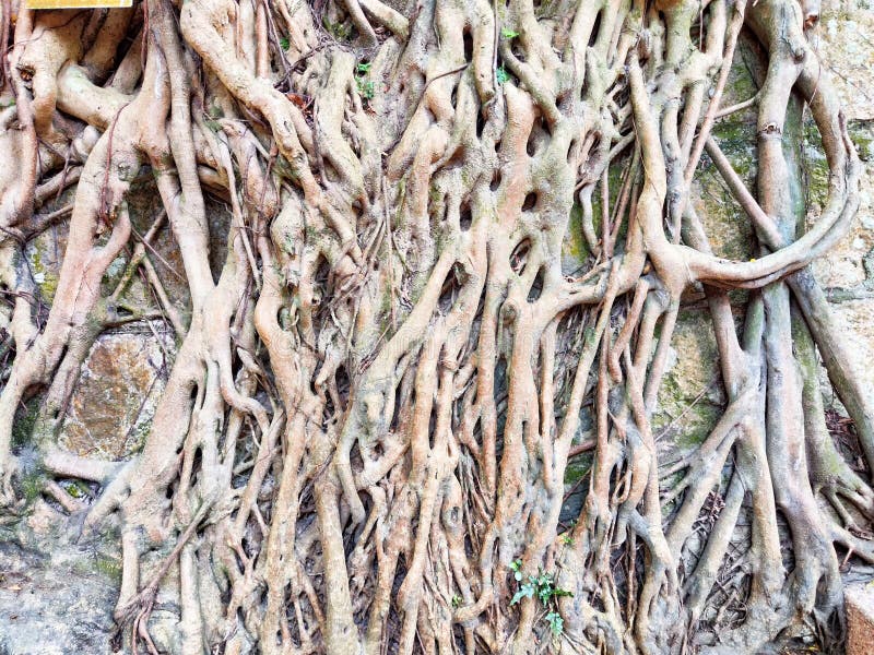 Intricate Tree Roots Intertwined Against a Rocky Wall in a Forested ...