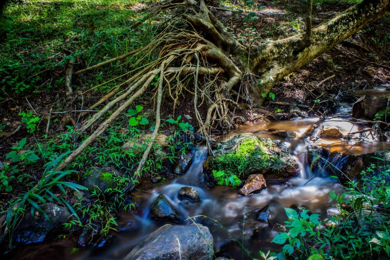 Tree Roots in a Forrest with Stream Running Stock Image - Image of leaf ...