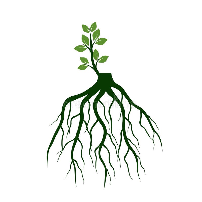 Tree Roots Outline Stock Illustrations – 3,623 Tree Roots Outline Stock ...