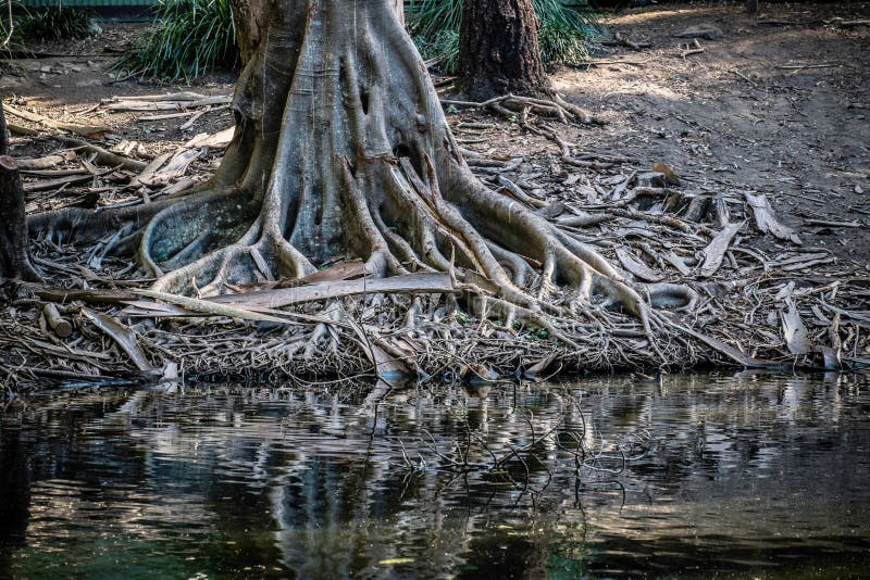 Gnarled tree roots stock image. Image of forest, environment - 10128331