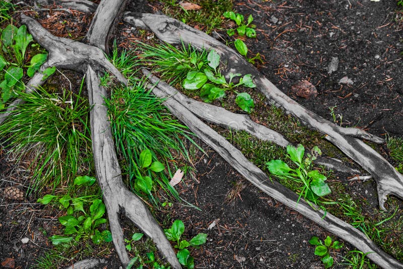 Exposed Tree Root System stock photo. Image of color - 71738000