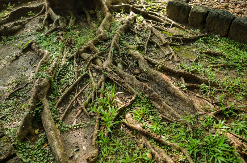 Tree roots , Green stock image. Image of swamp, green - 132208063